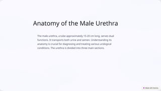 Anatomy-of-the-Male-Urethra and Disease progression | PPTX
