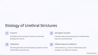 Anatomy-of-the-Male-Urethra and Disease progression | PPT