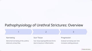 Anatomy-of-the-Male-Urethra and Disease progression | PPT