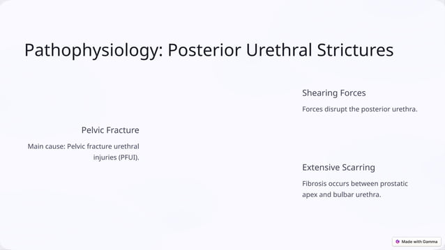 Anatomy-of-the-Male-Urethra and Disease progression | PPT