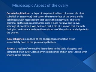 anatomy-of-the-ovaries-last.power poin presentation | PPTX