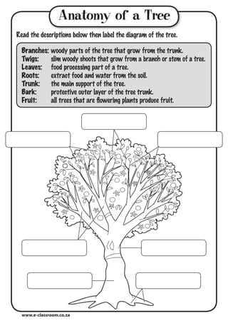Anatomy of-tree | PDF