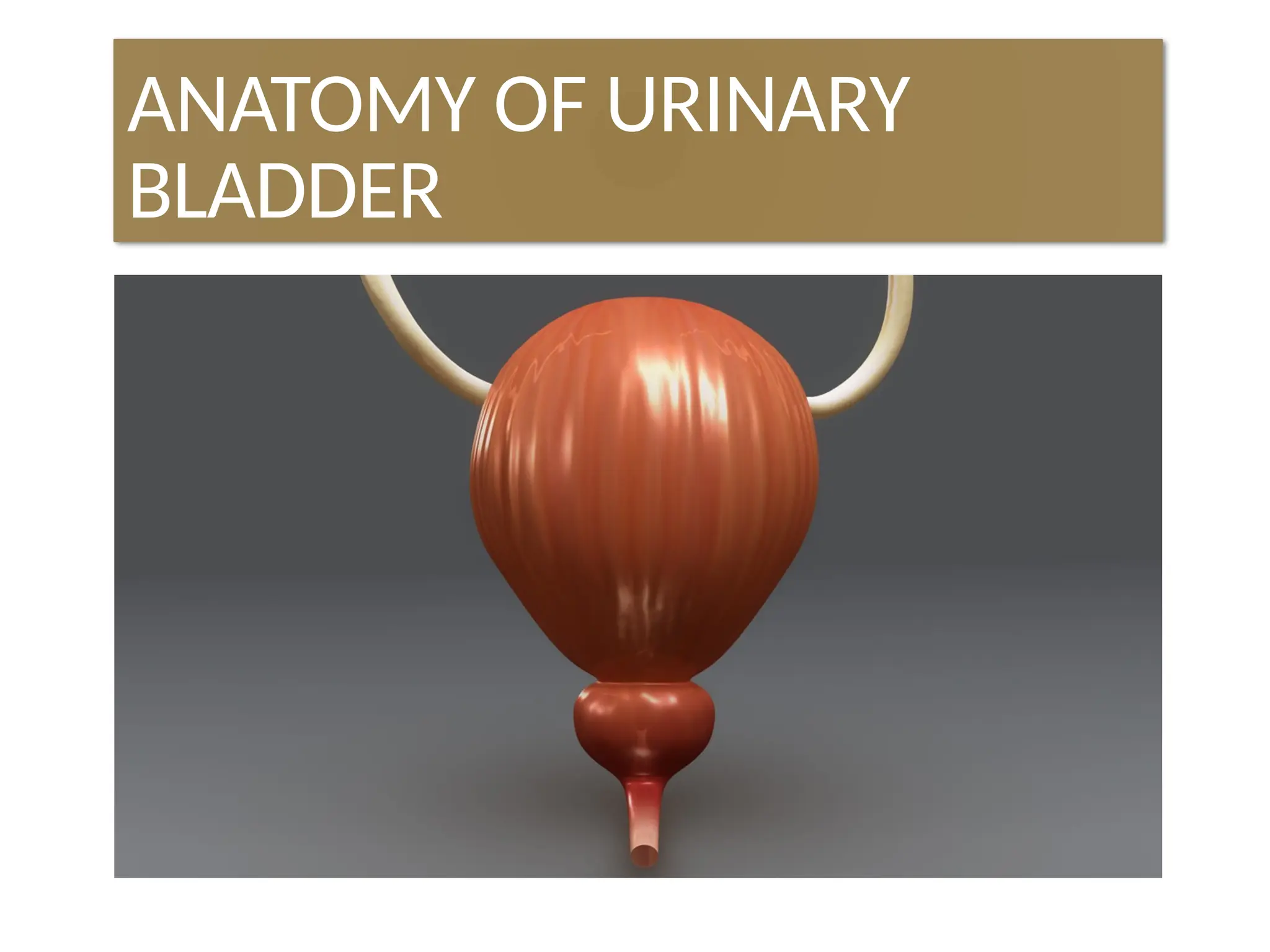 Anatomy-of-Urinary-Bladder of human body.pptx