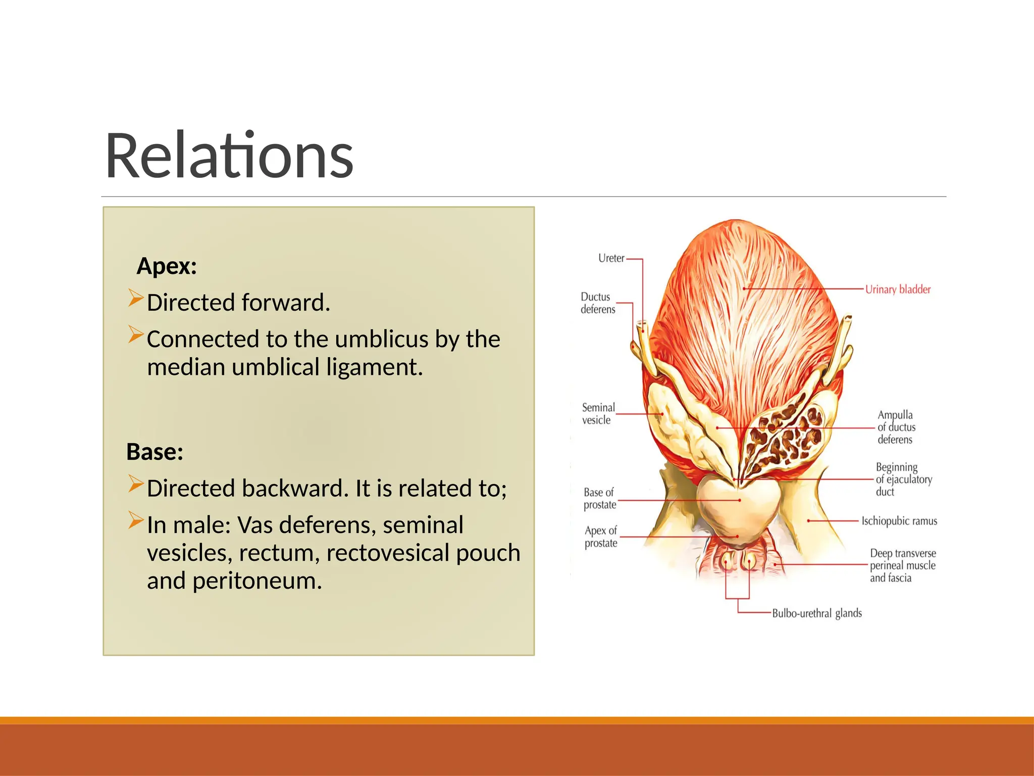 Anatomy-of-Urinary-Bladder of human body.pptx