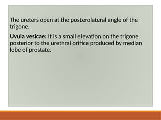 Anatomy-of-Urinary-Bladder of human body.pptx
