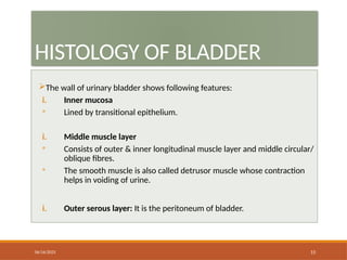 Anatomy-of-Urinary-Bladder of human body.pptx