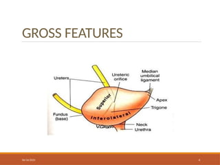 Anatomy-of-Urinary-Bladder of human body.pptx