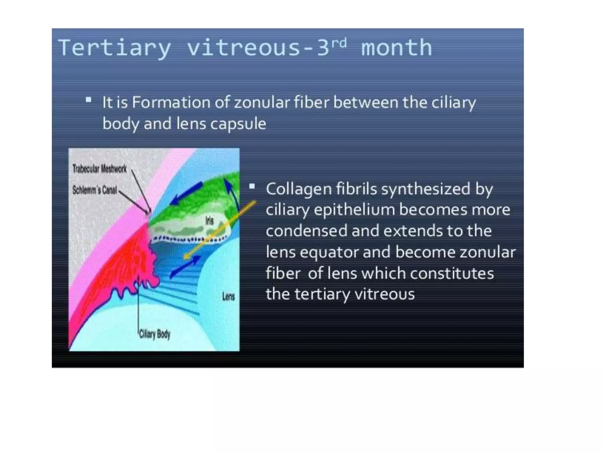 Anatomy of vitreous | PPTX