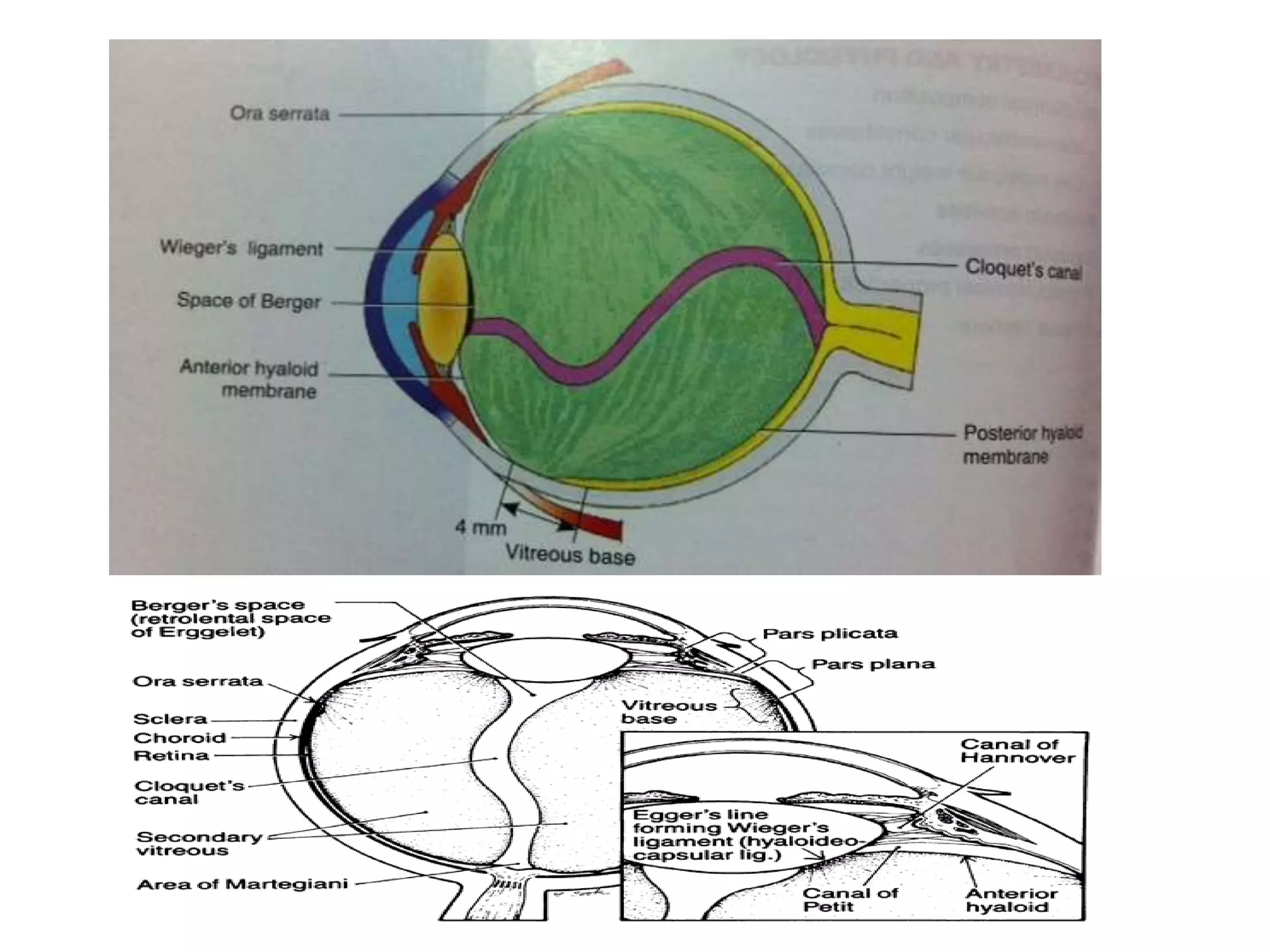 Anatomy of vitreous | PPTX