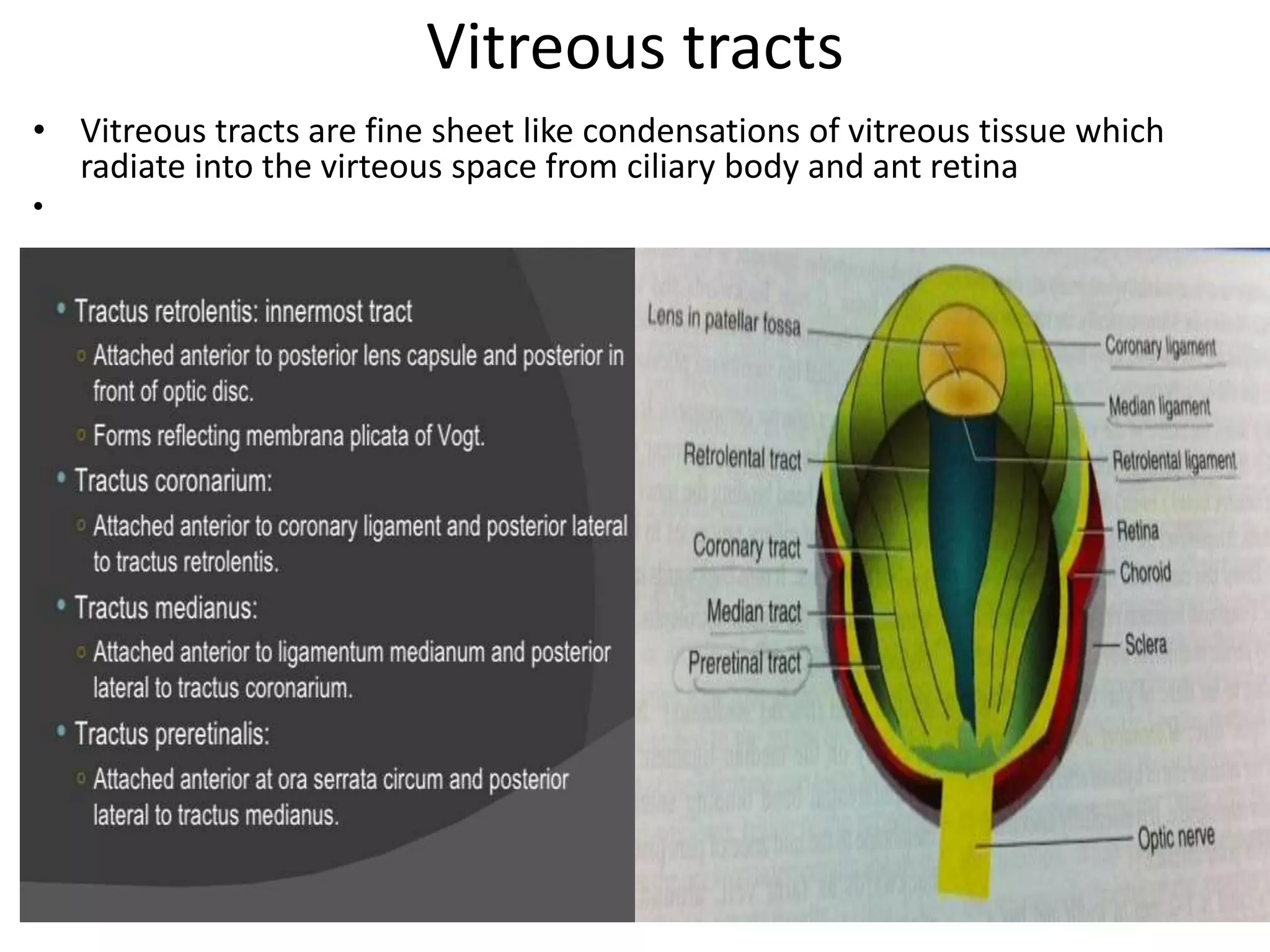 Anatomy of vitreous | PPTX