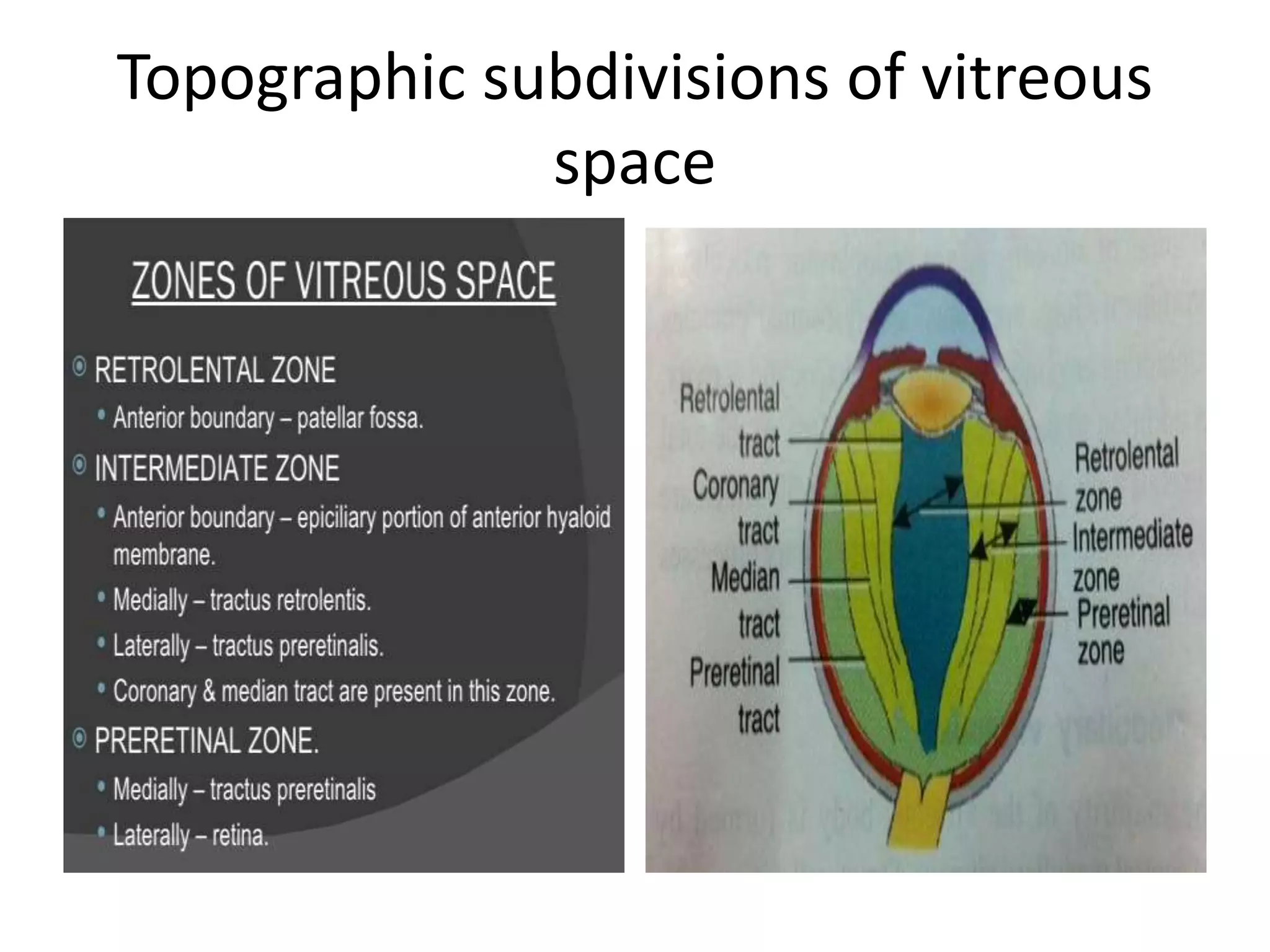 Anatomy of vitreous | PPTX