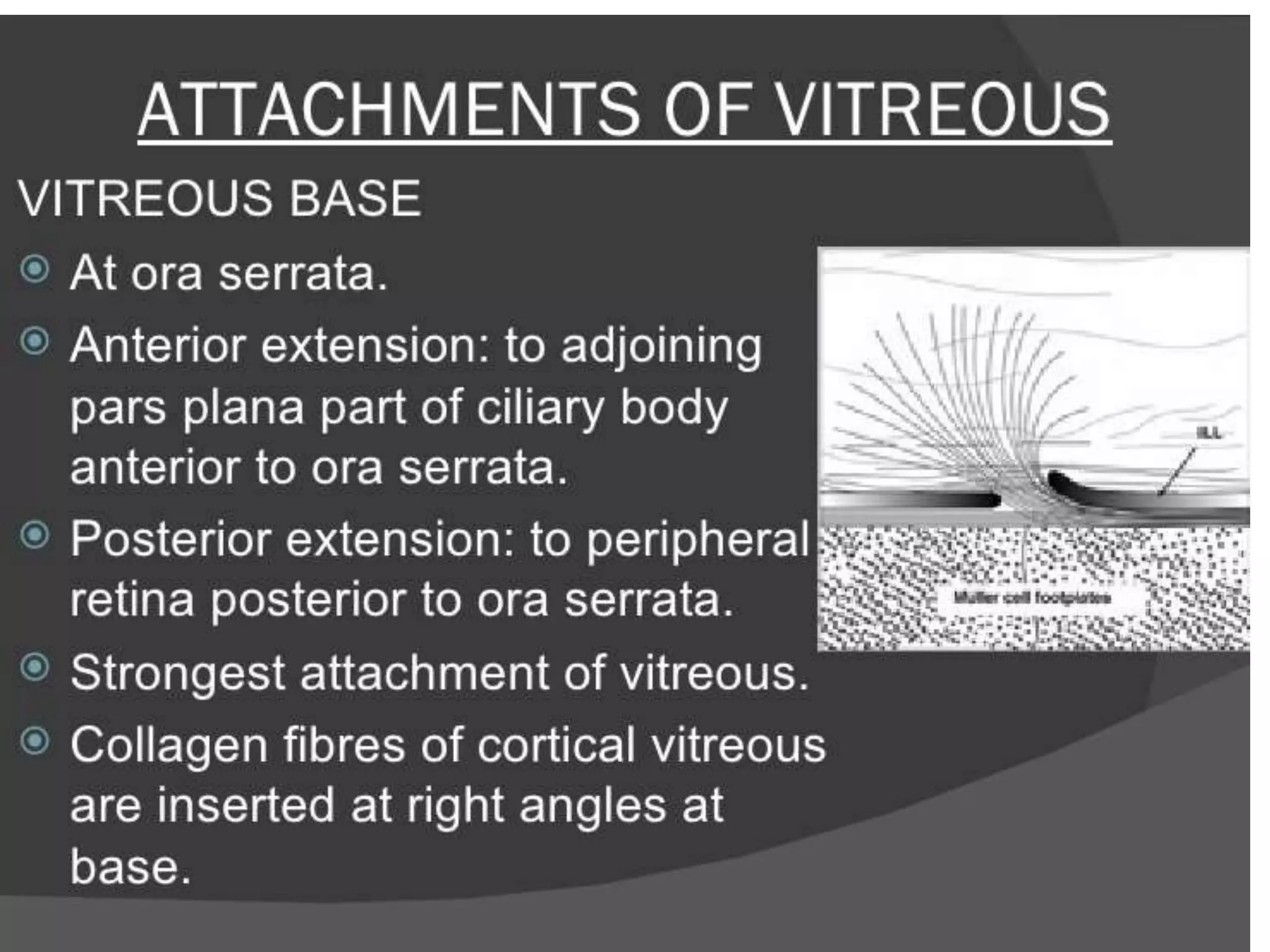 Anatomy of vitreous | PPTX