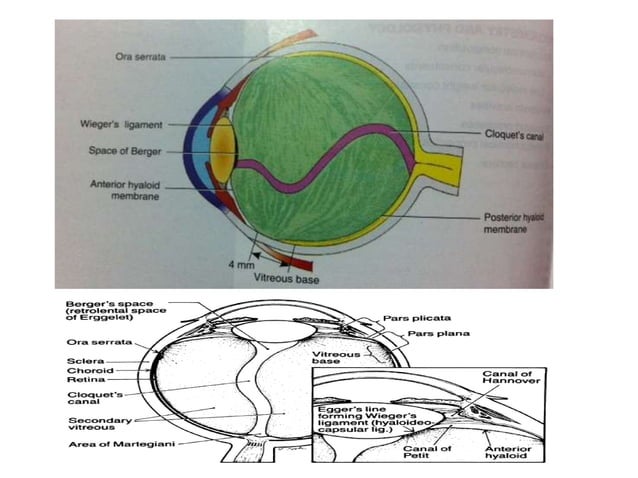 Anatomy of vitreous | PPTX | Eye and Vision Conditions | Diseases and ...