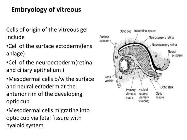 Anatomy of vitreous | PPTX | Eye and Vision Conditions | Diseases and ...
