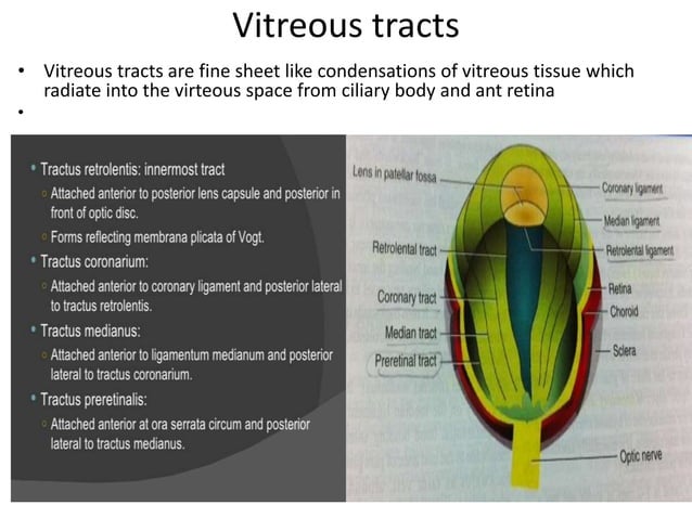Anatomy of vitreous | PPTX | Eye and Vision Conditions | Diseases and ...