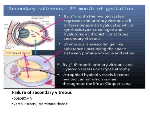 Anatomy of vitreous