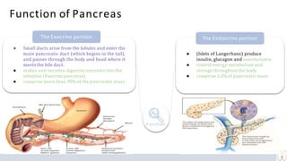 Anatomy - Pancreas.pptx