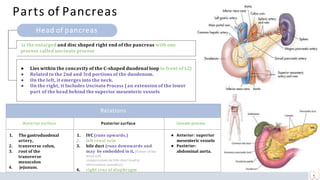 Anatomy - Pancreas.pptx