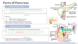Anatomy - Pancreas.pptx