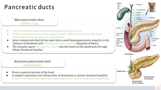 Anatomy - Pancreas.pptx