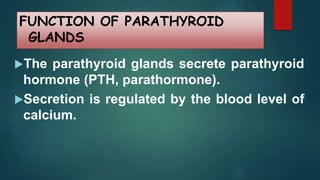 Anatomy - parathyroid glands | PPTX