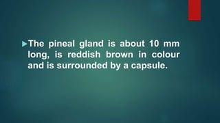 Anatomy - pineal gland or body | PPTX