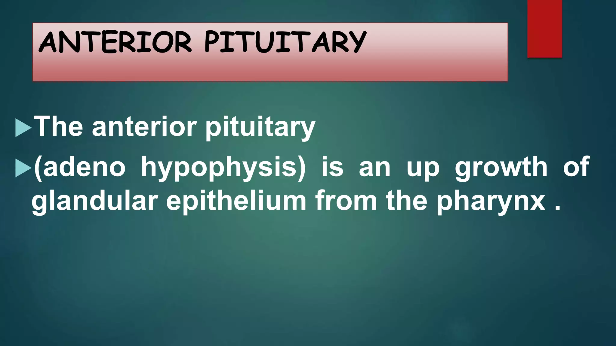 Anatomy - pituitary gland and hypothalamus | PPTX