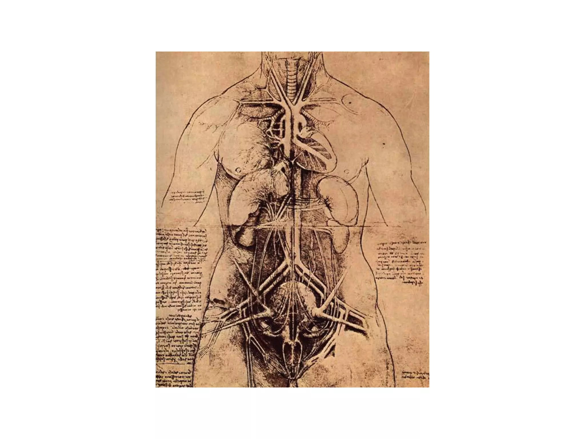 Anatomy Powerpoint | PPT