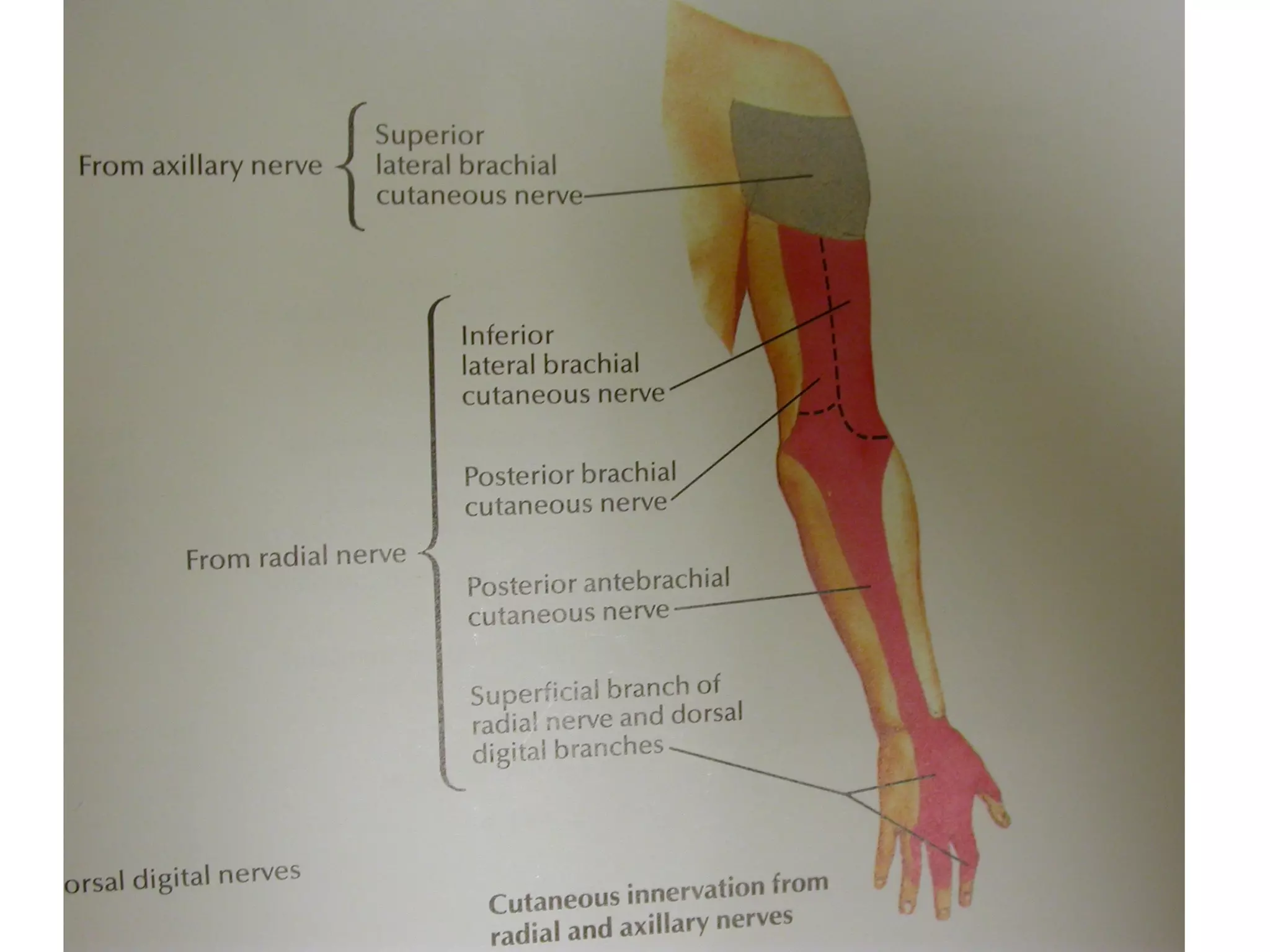 Anatomy radial-nerve | PPT