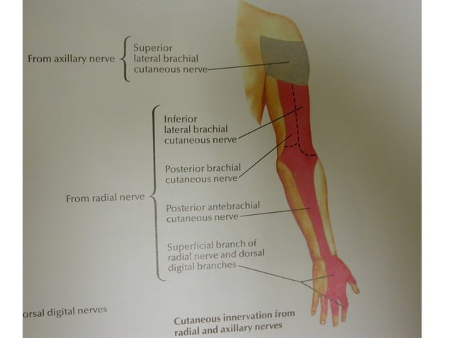 Anatomy radial-nerve | PPT