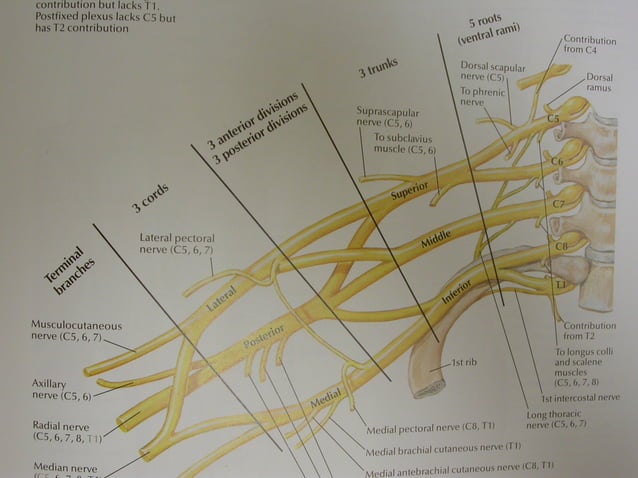 Anatomy radial-nerve | PPT