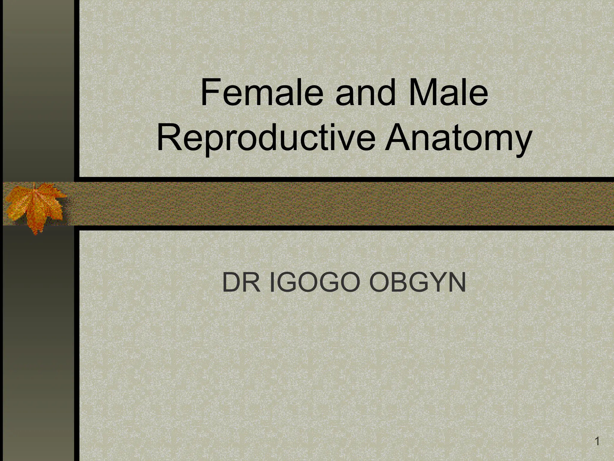 Anatomy-Reproductive - female and male.ppt