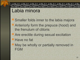 Anatomy-Reproductive - female and male.ppt