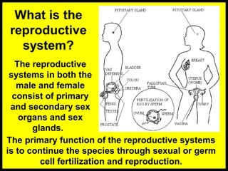 Anatomy-Reproductive-System of Male and Female | PPT