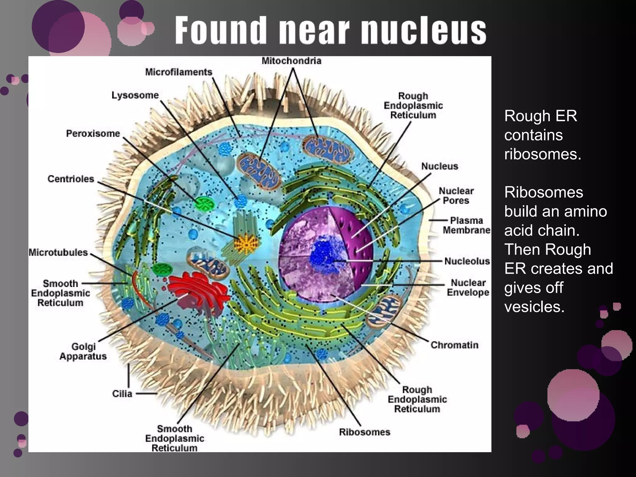 Anatomy - Rough ER | PPT