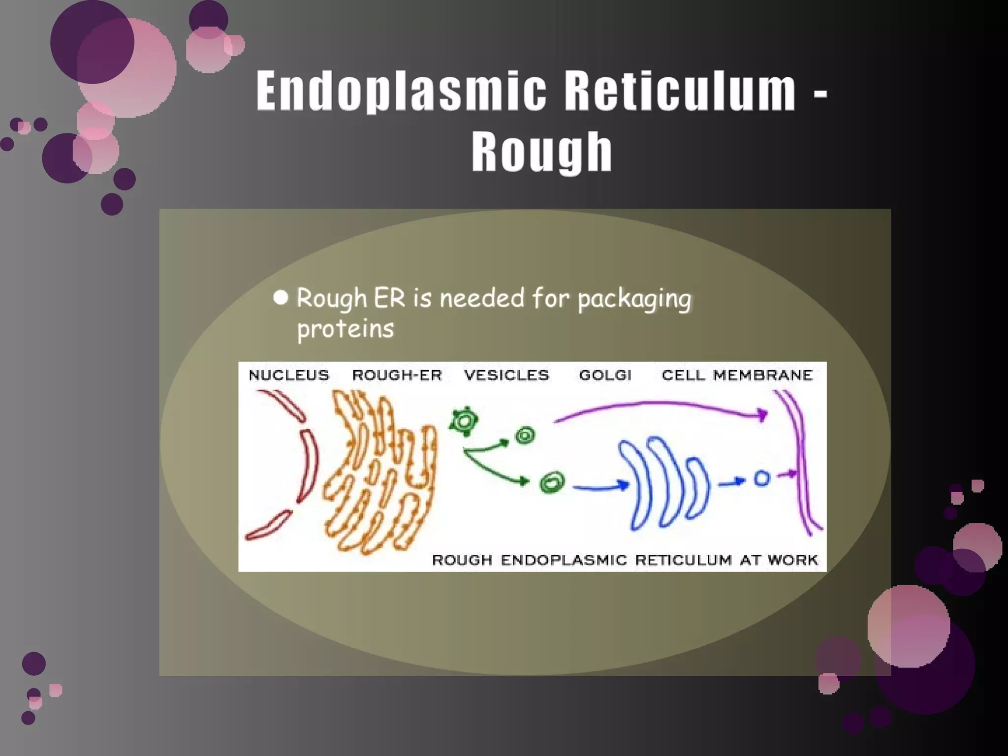 Anatomy - Rough ER | PPT