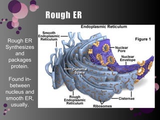 Anatomy - Rough ER | PPT