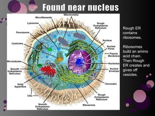 Anatomy - Rough ER | PPT