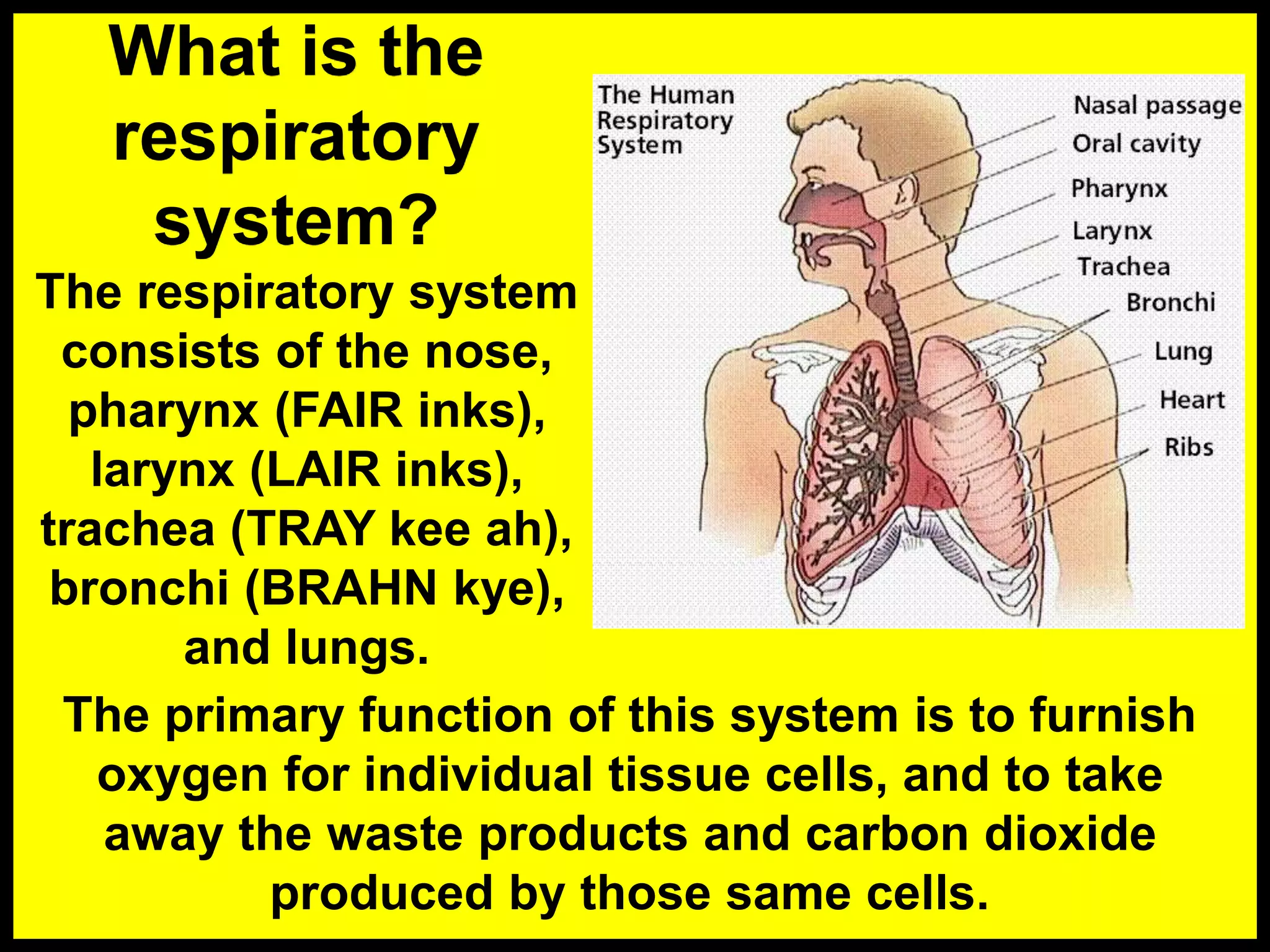Anatomy-Resp-System VAN.ppt