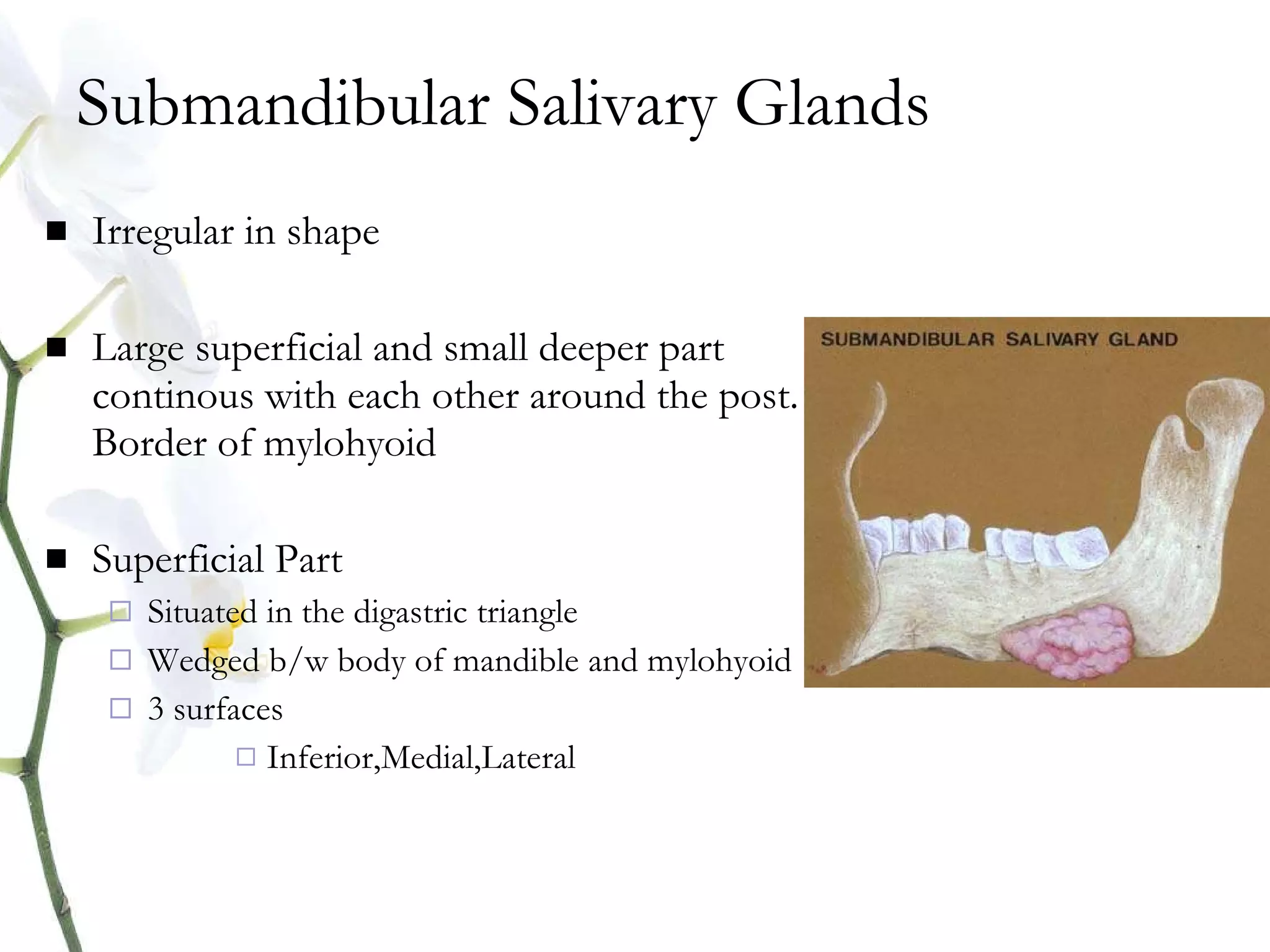 Anatomy salivary gland | PPT