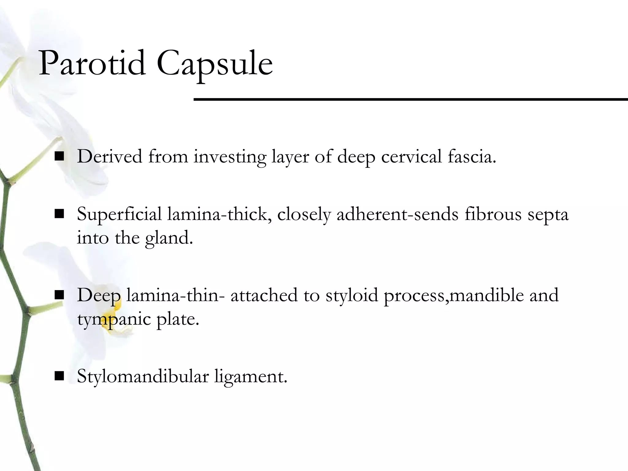 Anatomy salivary gland | PPT