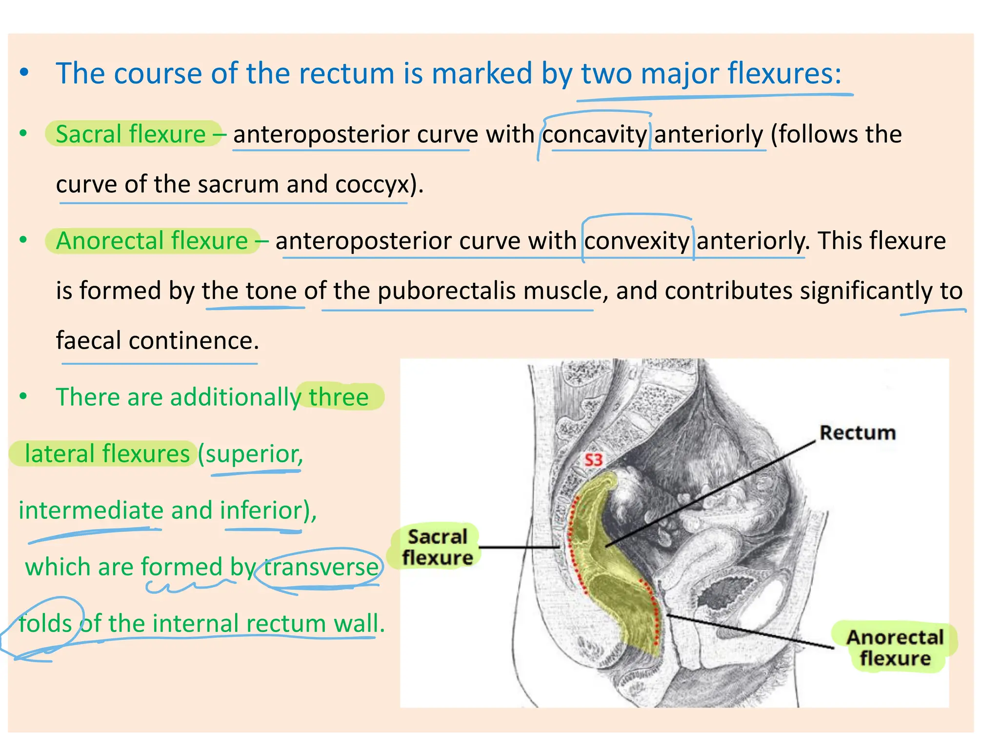 Anatomy - SGL 5 C (Large Intestine) - Dr. Nali.pdf