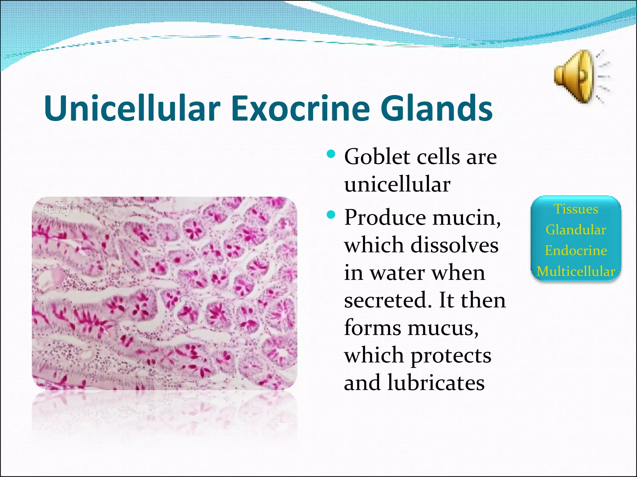 Anatomy Slideshow Part 2 | PPT