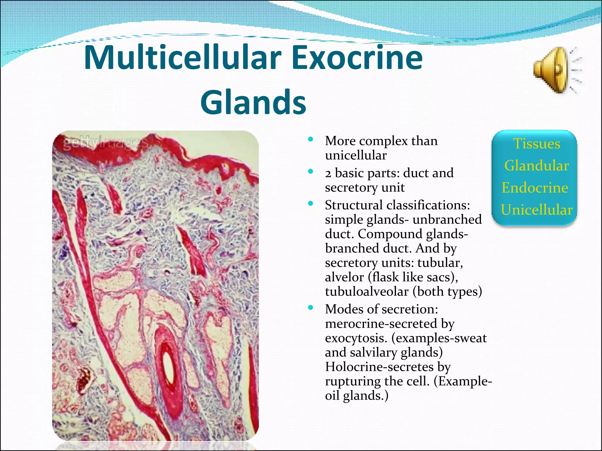 Anatomy Slideshow Part 2 | PPT