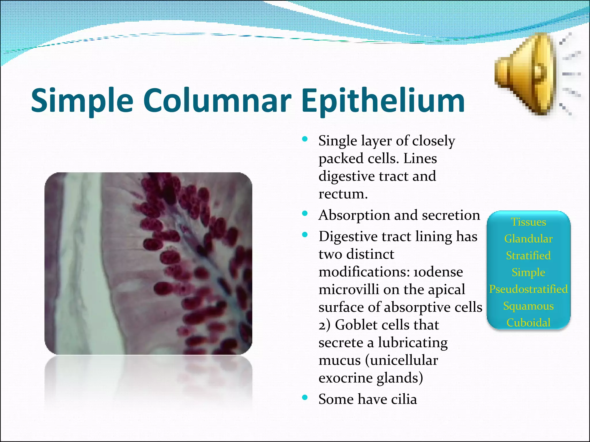 Anatomy Slideshow Part 2 | PPT