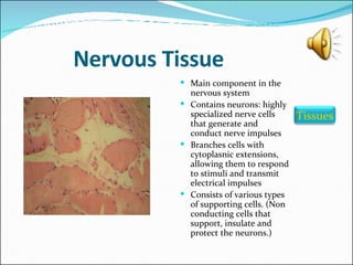 Anatomy Slideshow Part 2 | PPT