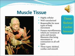 Anatomy Slideshow Part 2 | PPT