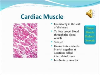 Anatomy Slideshow Part 2 | PPT