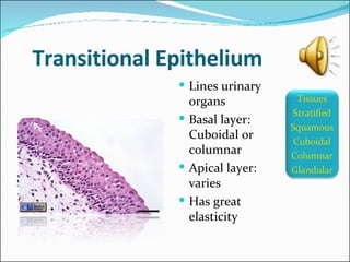 Anatomy Slideshow Part 2 | PPT