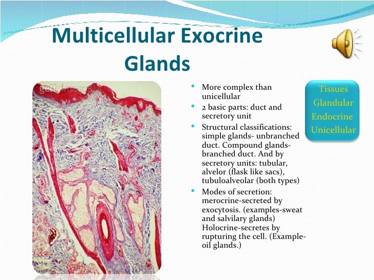 Anatomy Slideshow Part 2